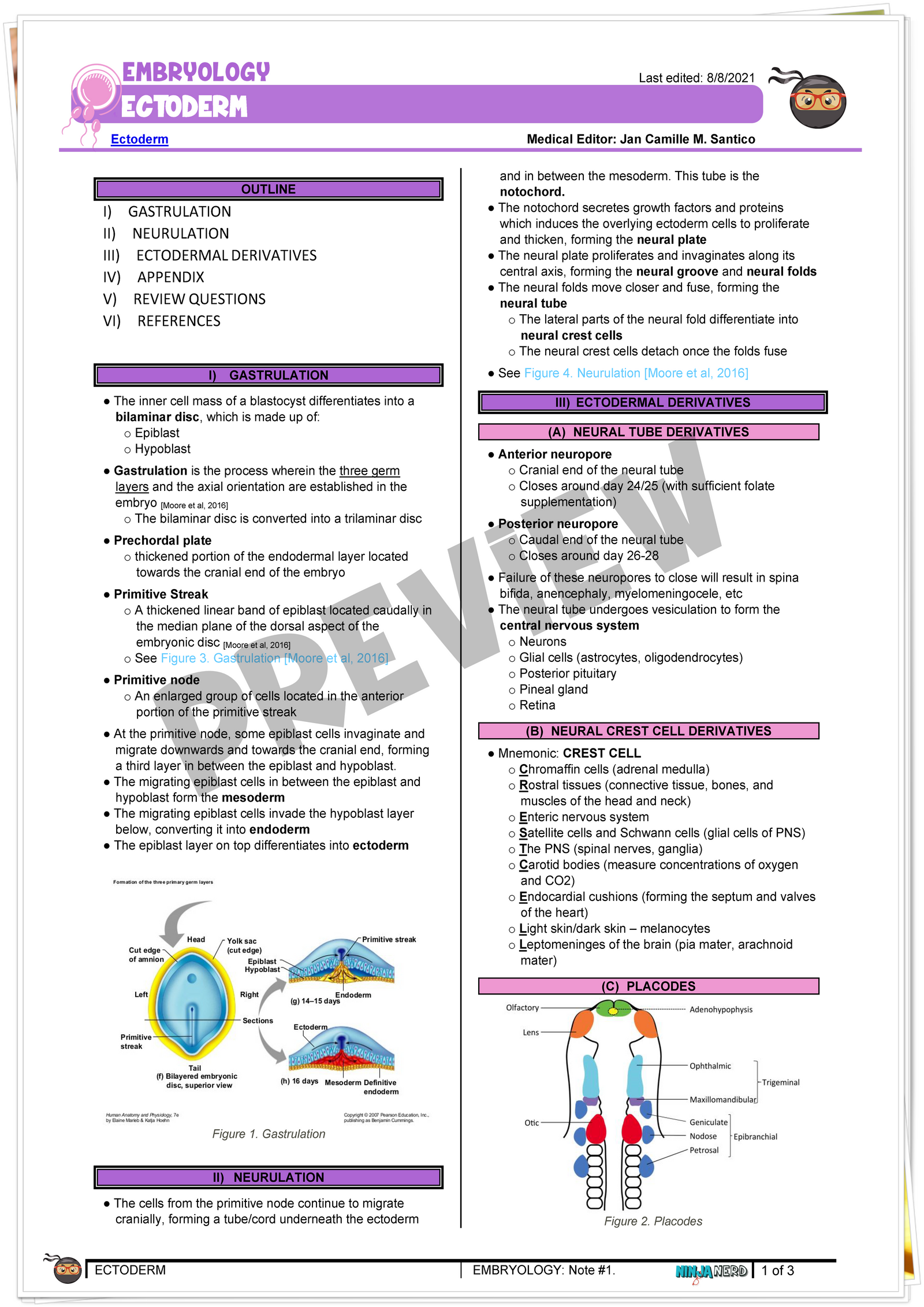 Ectoderm - Notes - NinjaNerd Medicine