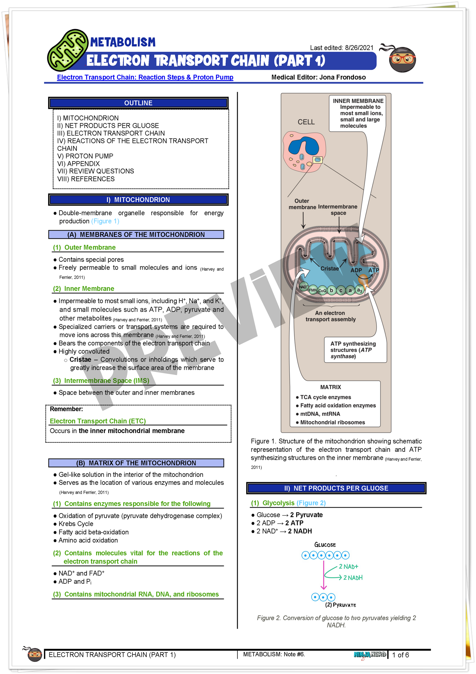 Electron Transport Chain: DETAILED | Part 1 - Notes - NinjaNerd Medicine