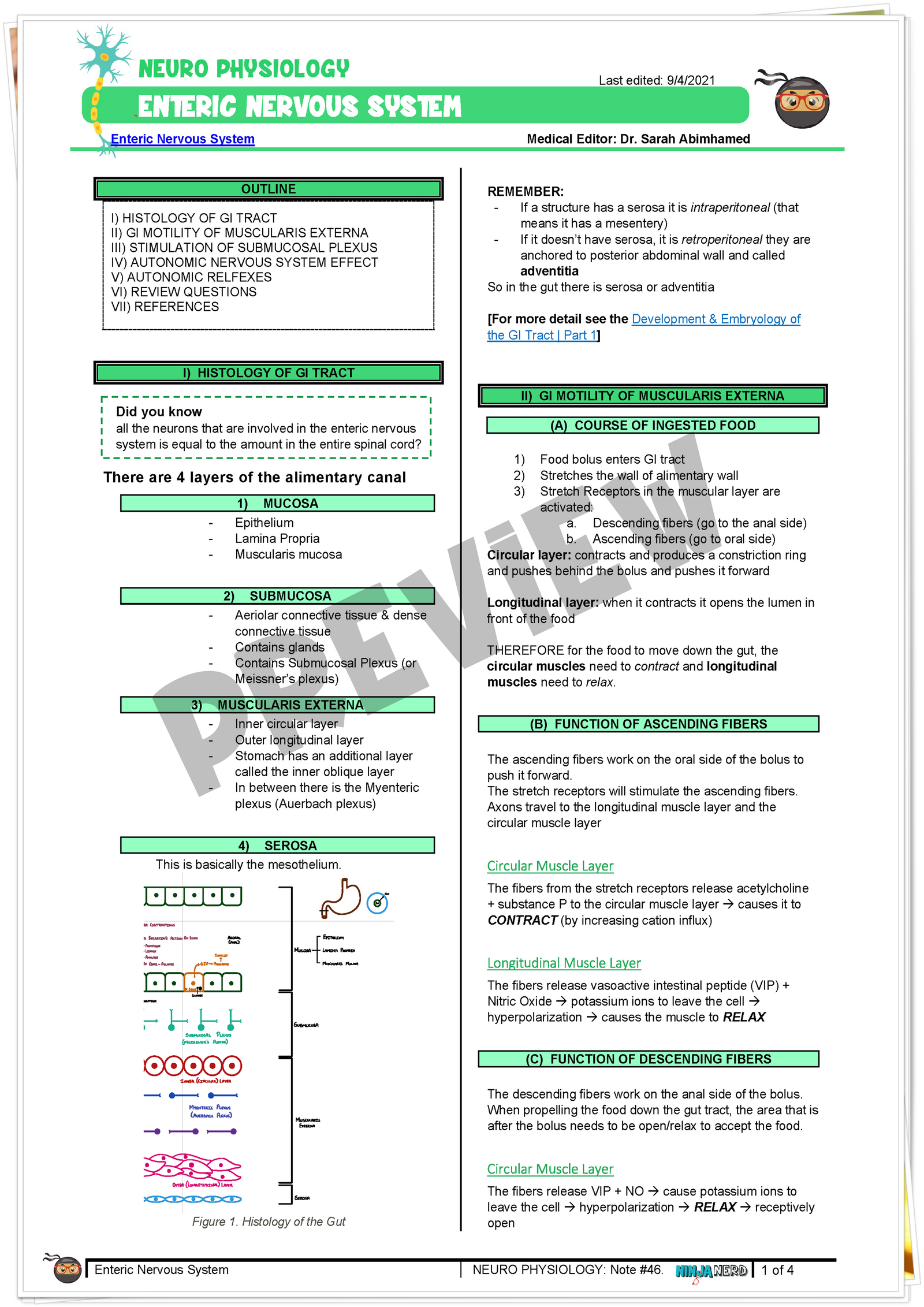 Enteric Nervous System - Notes - NinjaNerd Medicine