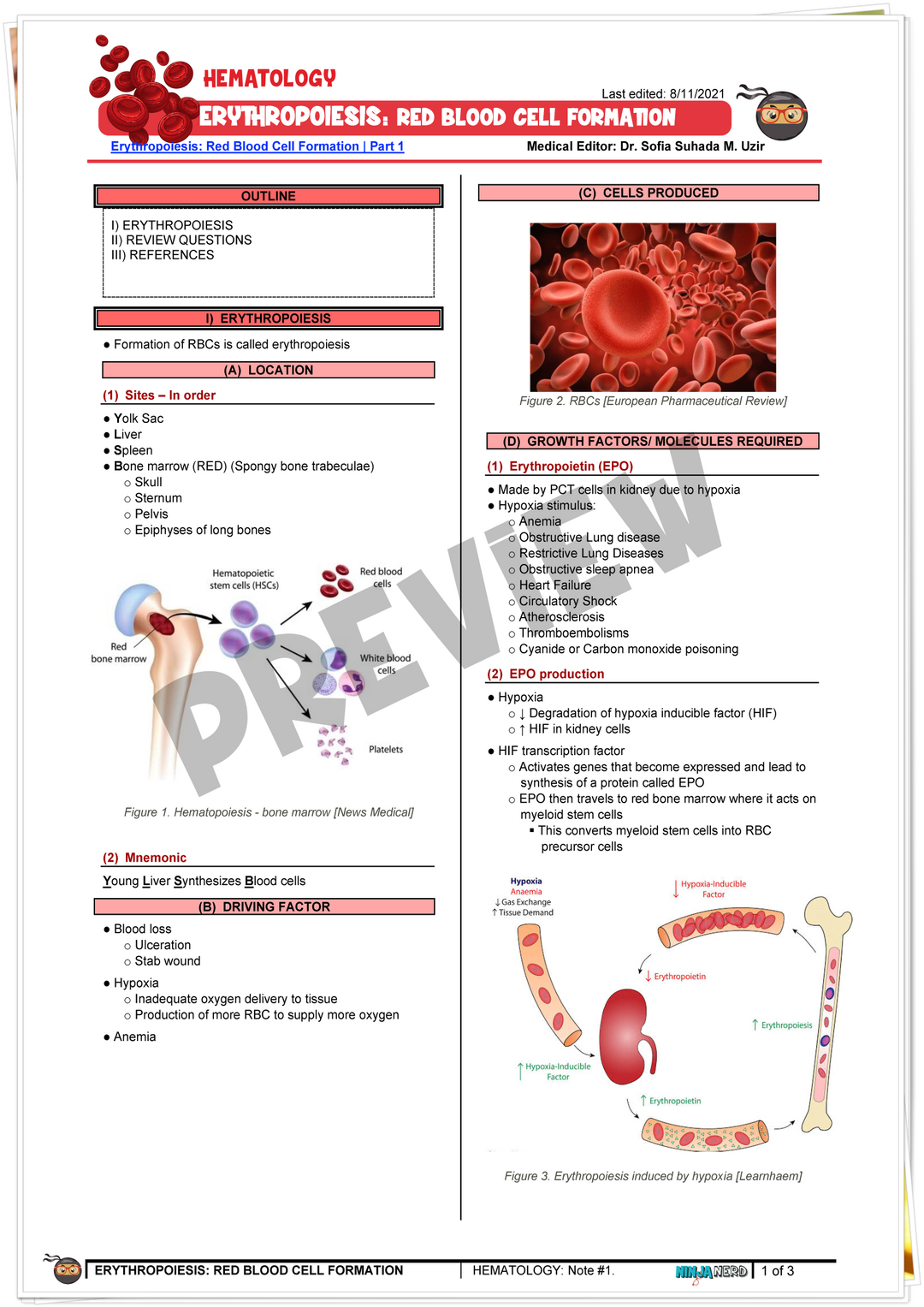Erythropoiesis: Red Blood Cell Formation: Part 1 - Notes - NinjaNerd ...