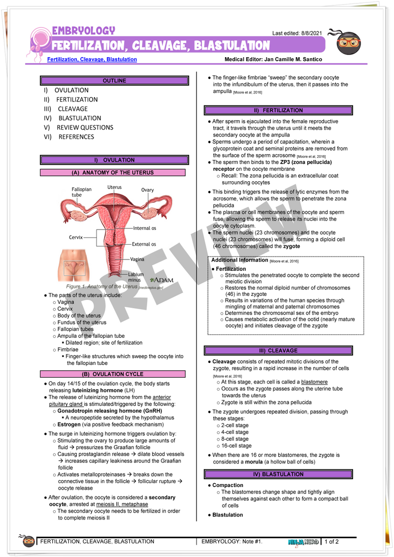Fertilization, Cleavage, Blastulation - Notes - NinjaNerd Medicine