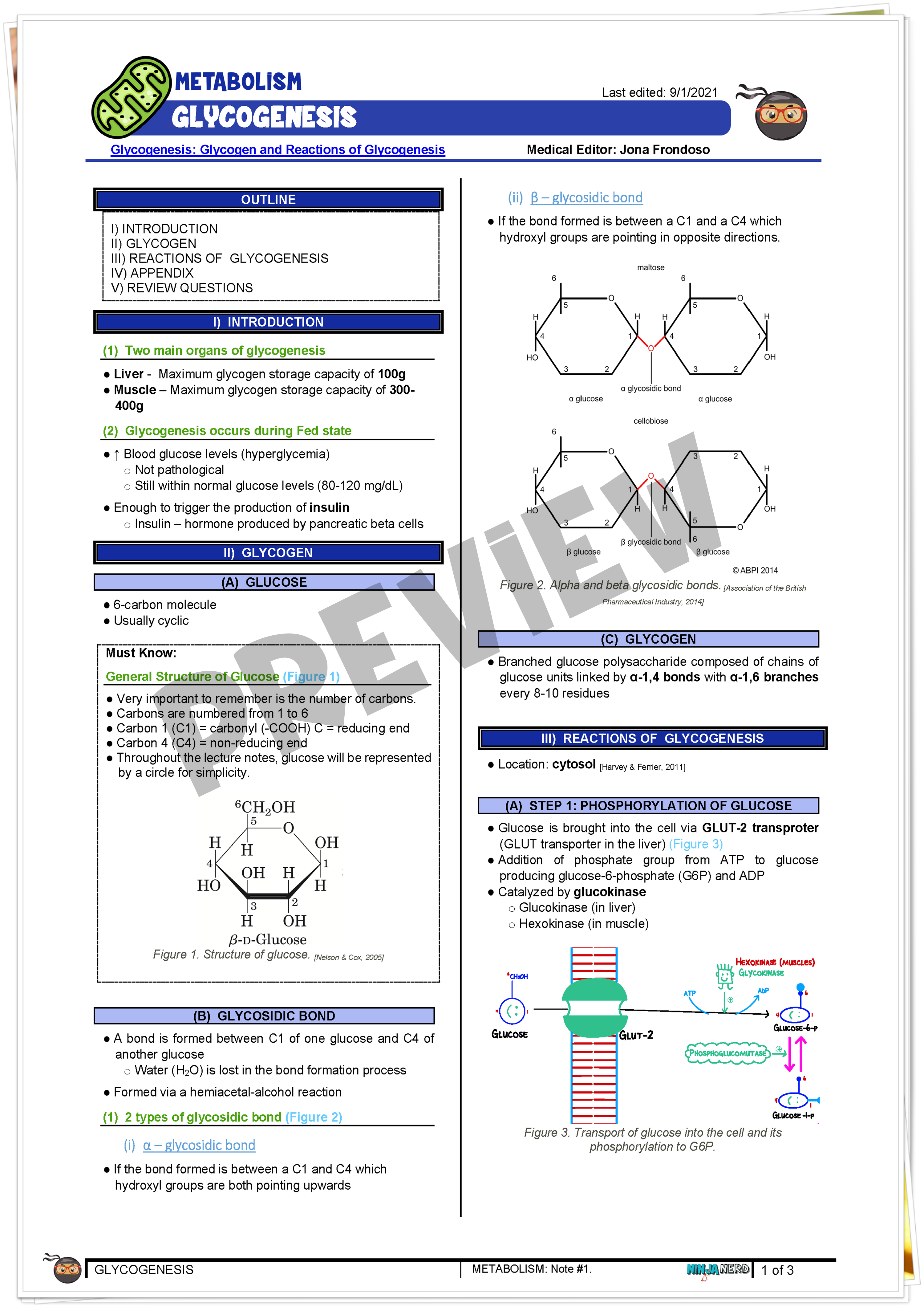 Glycogenesis - Notes - NinjaNerd Medicine