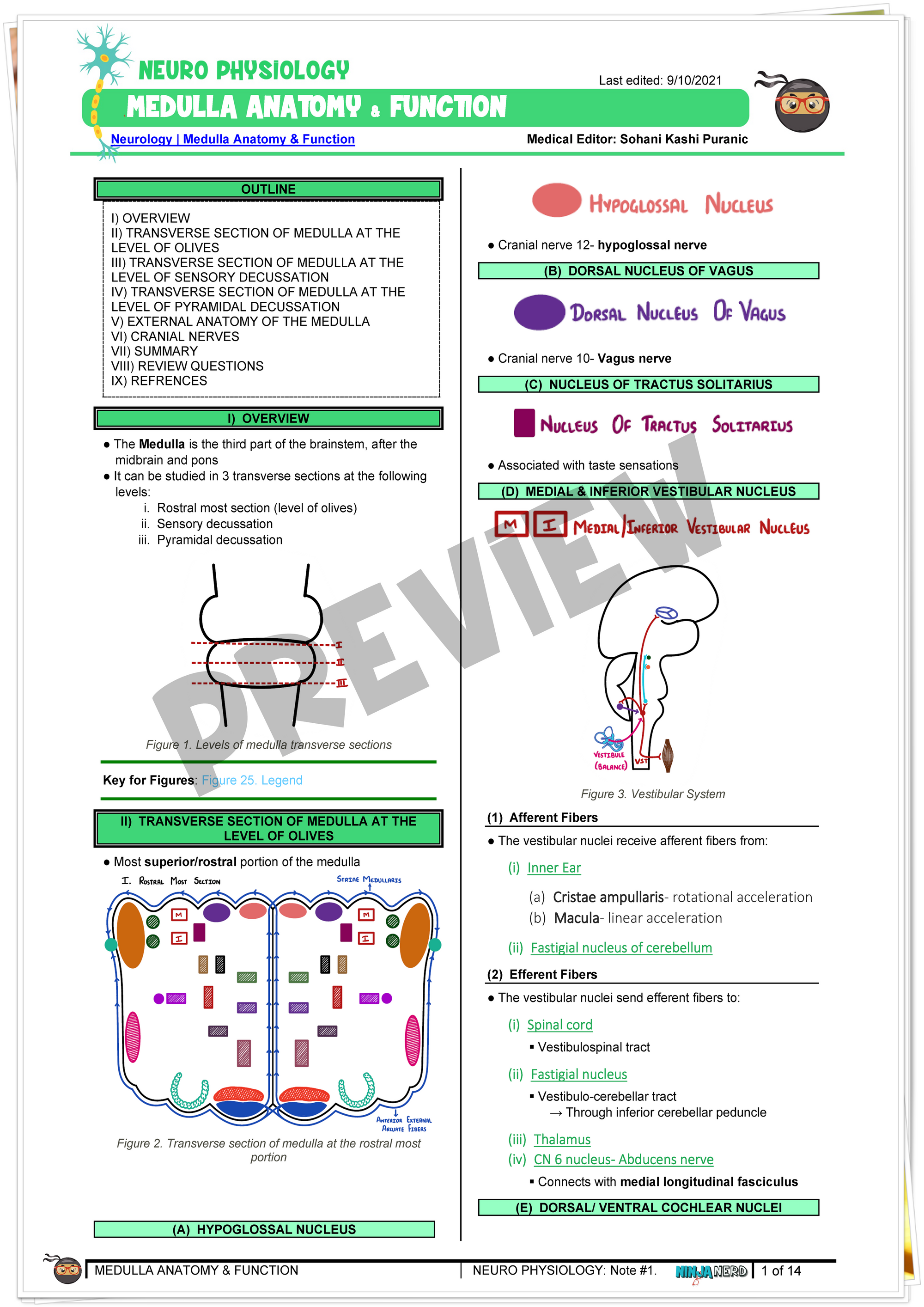 Medulla Anatomy & Function - Notes - NinjaNerd Medicine