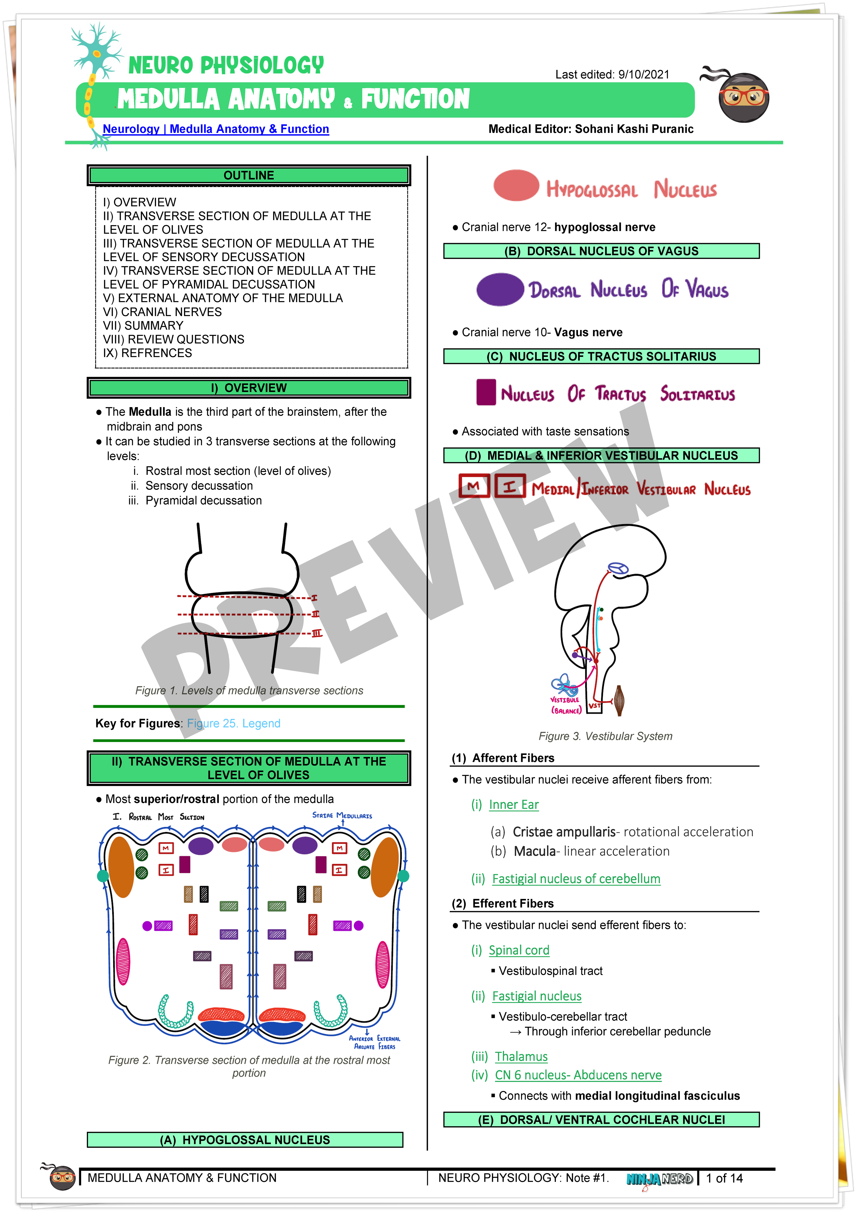 Medulla Anatomy & Function - Notes - NinjaNerd Medicine