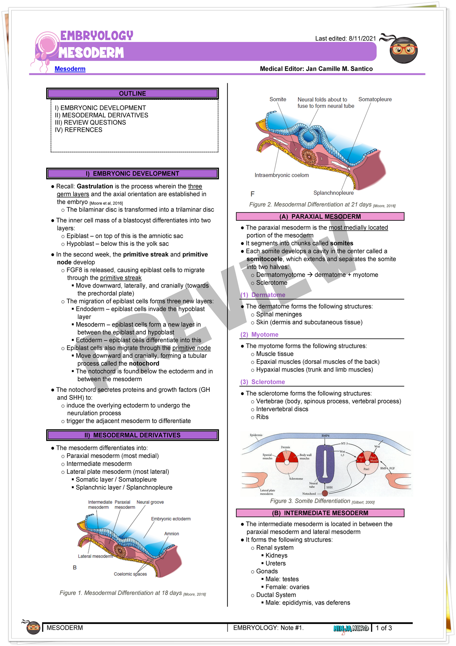 Mesoderm - Notes - NinjaNerd Medicine