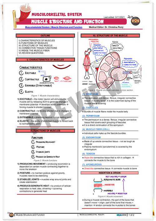 Muscle Structure and Function - Notes - NinjaNerd Medicine