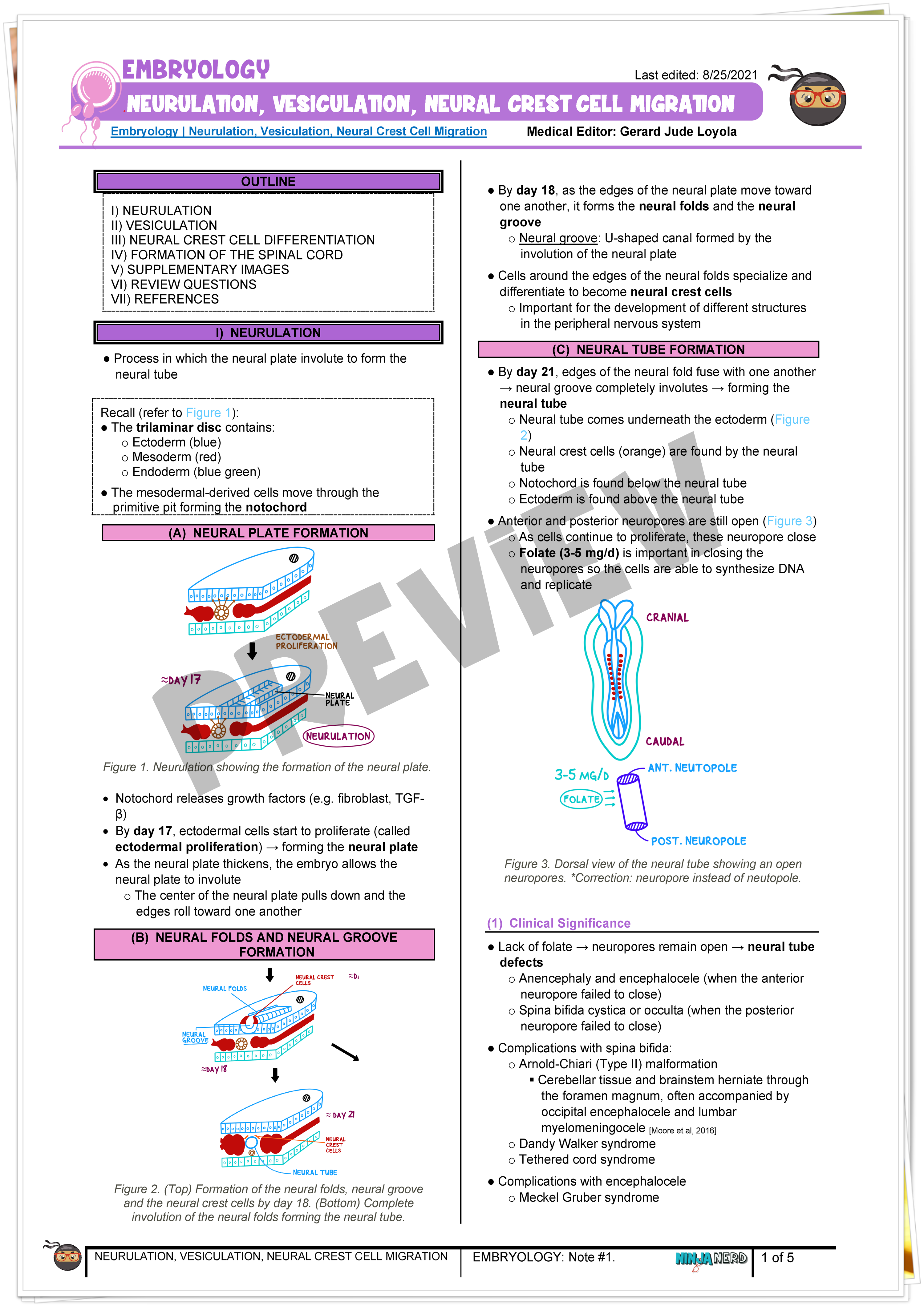 Neurulation, Vesiculation, Neural Crest Cell Migration - Notes ...