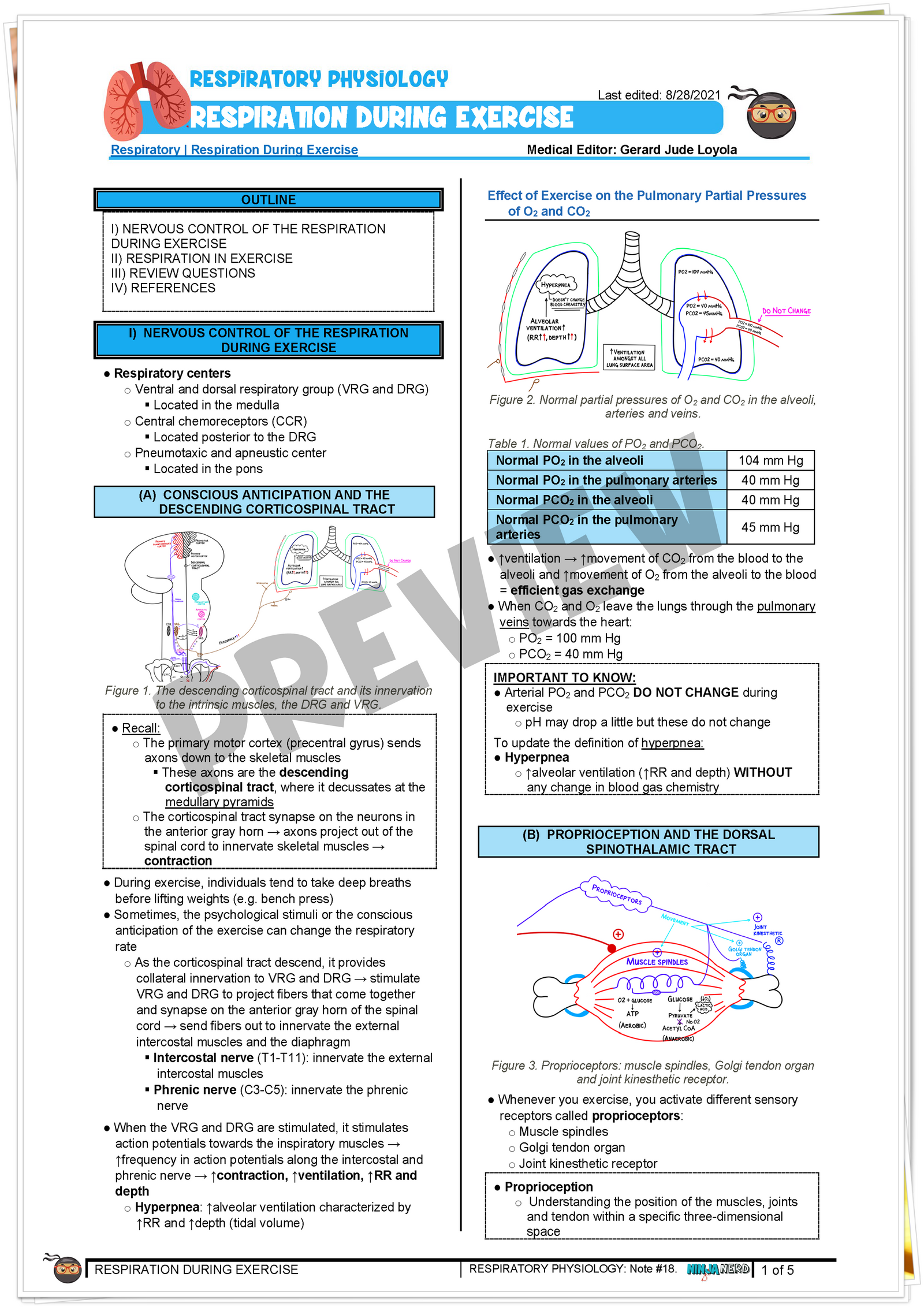 Respiration During Exercise - Notes - NinjaNerd Medicine