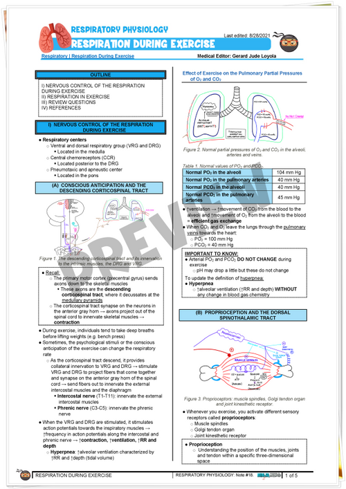 Respiration During Exercise - Notes - NinjaNerd Medicine