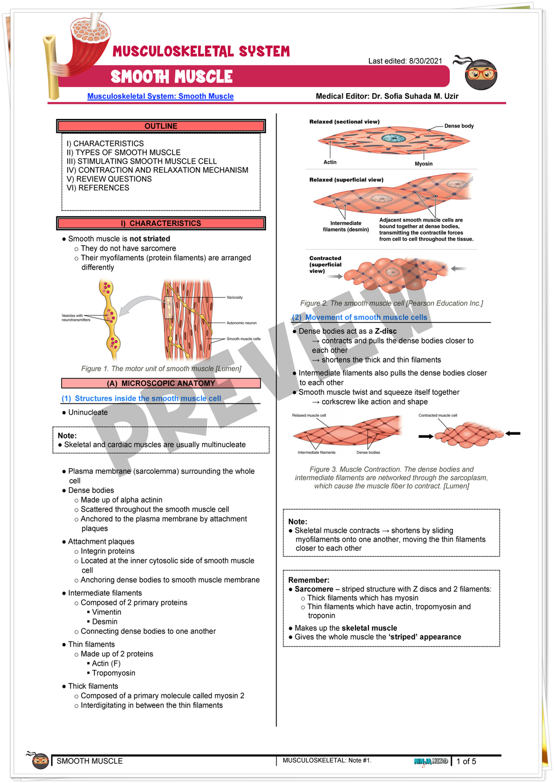 Smooth Muscle - Notes - NinjaNerd Medicine