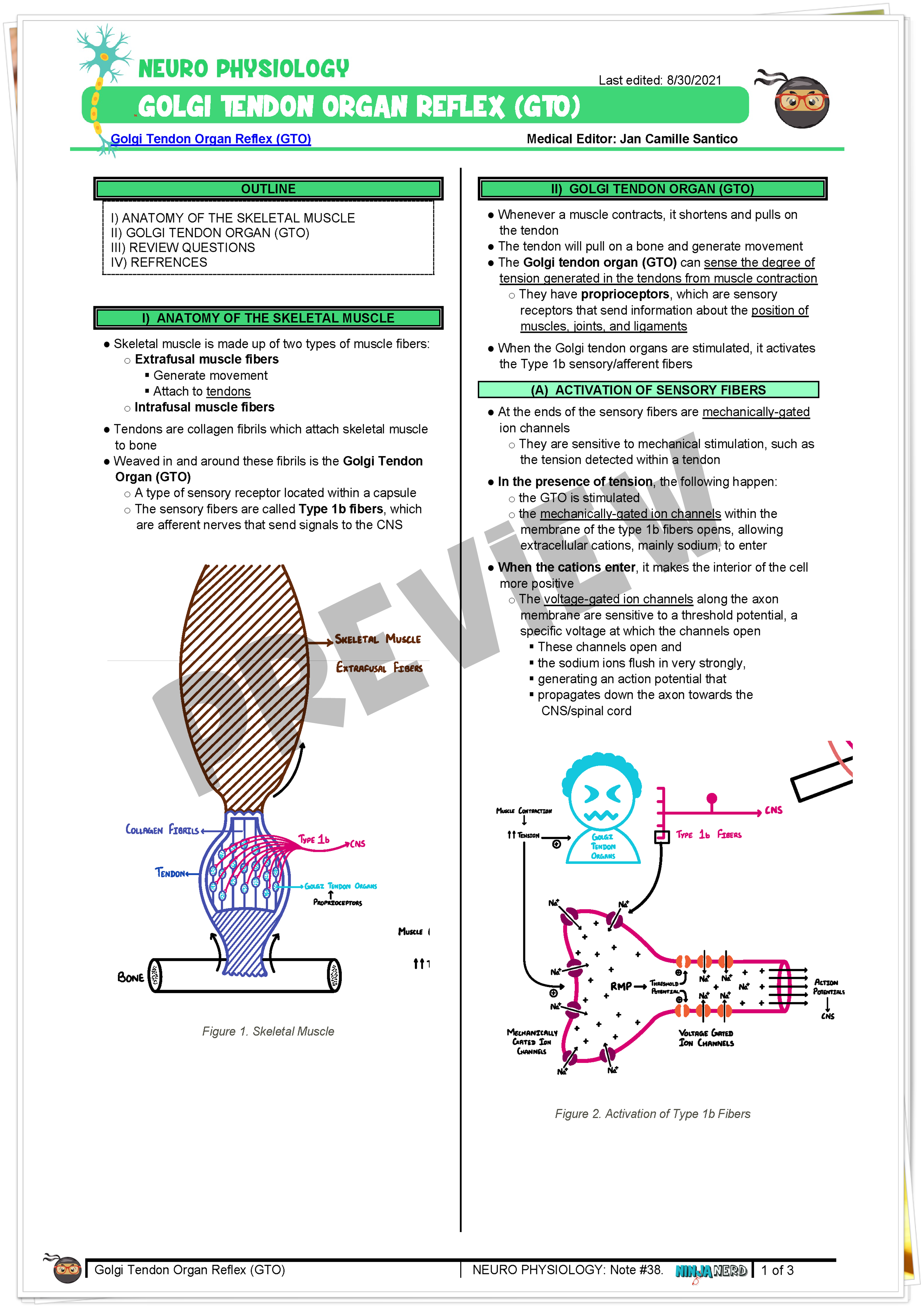 Spinal Cord: Golgi Tendon Organ Reflex (GTO) - Notes - NinjaNerd Medicine
