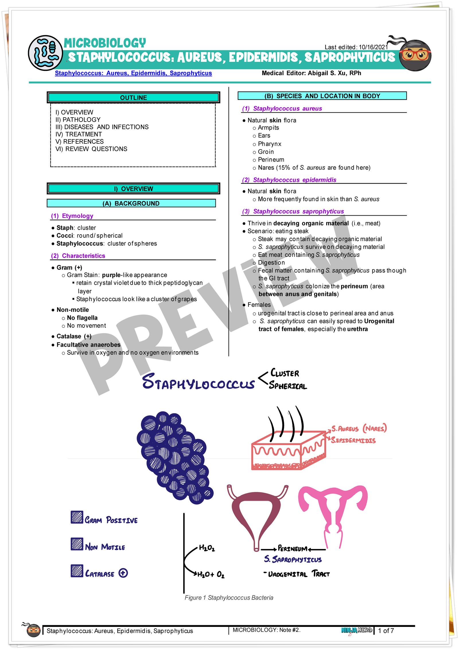 Staphylococcus: Aureus, Epidermidis, Saprophyticus - Notes - NinjaNerd ...