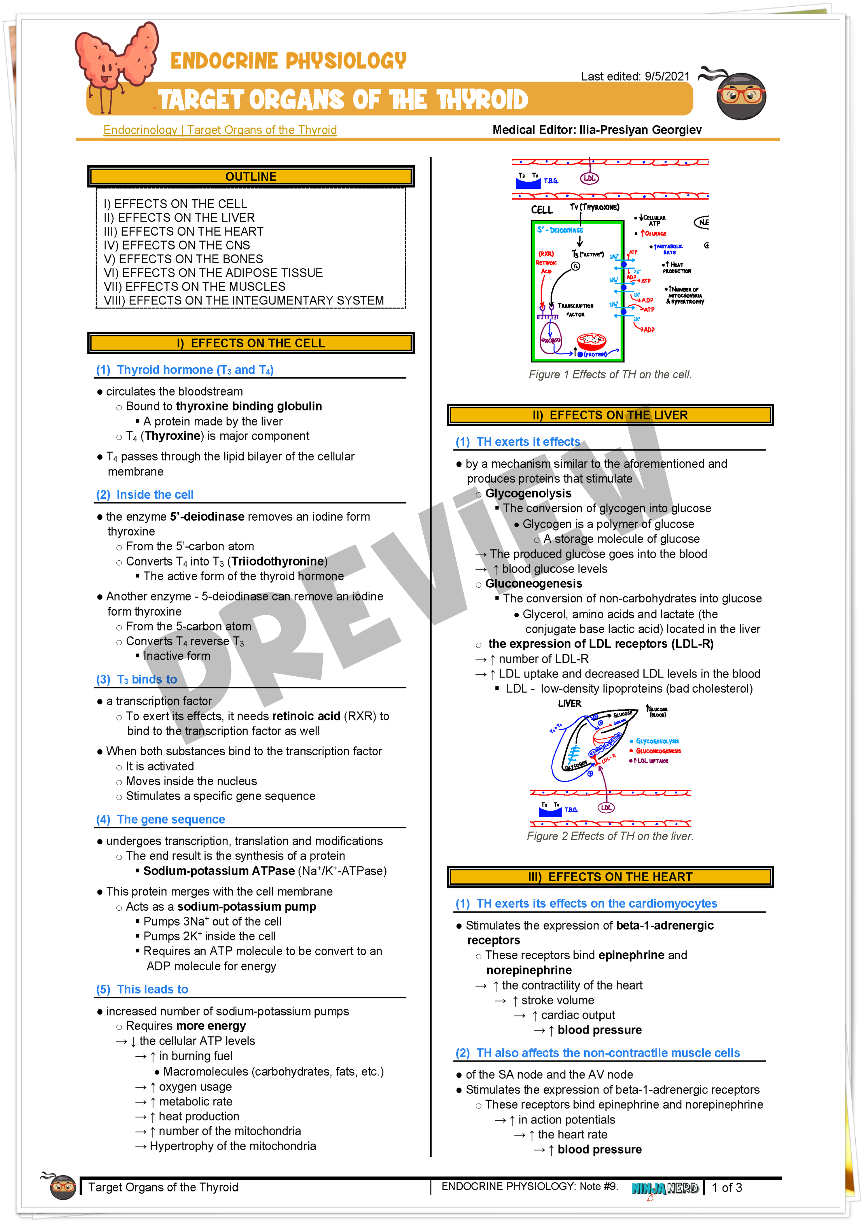 Target Organs of the Thyroid - Notes - NinjaNerd Medicine
