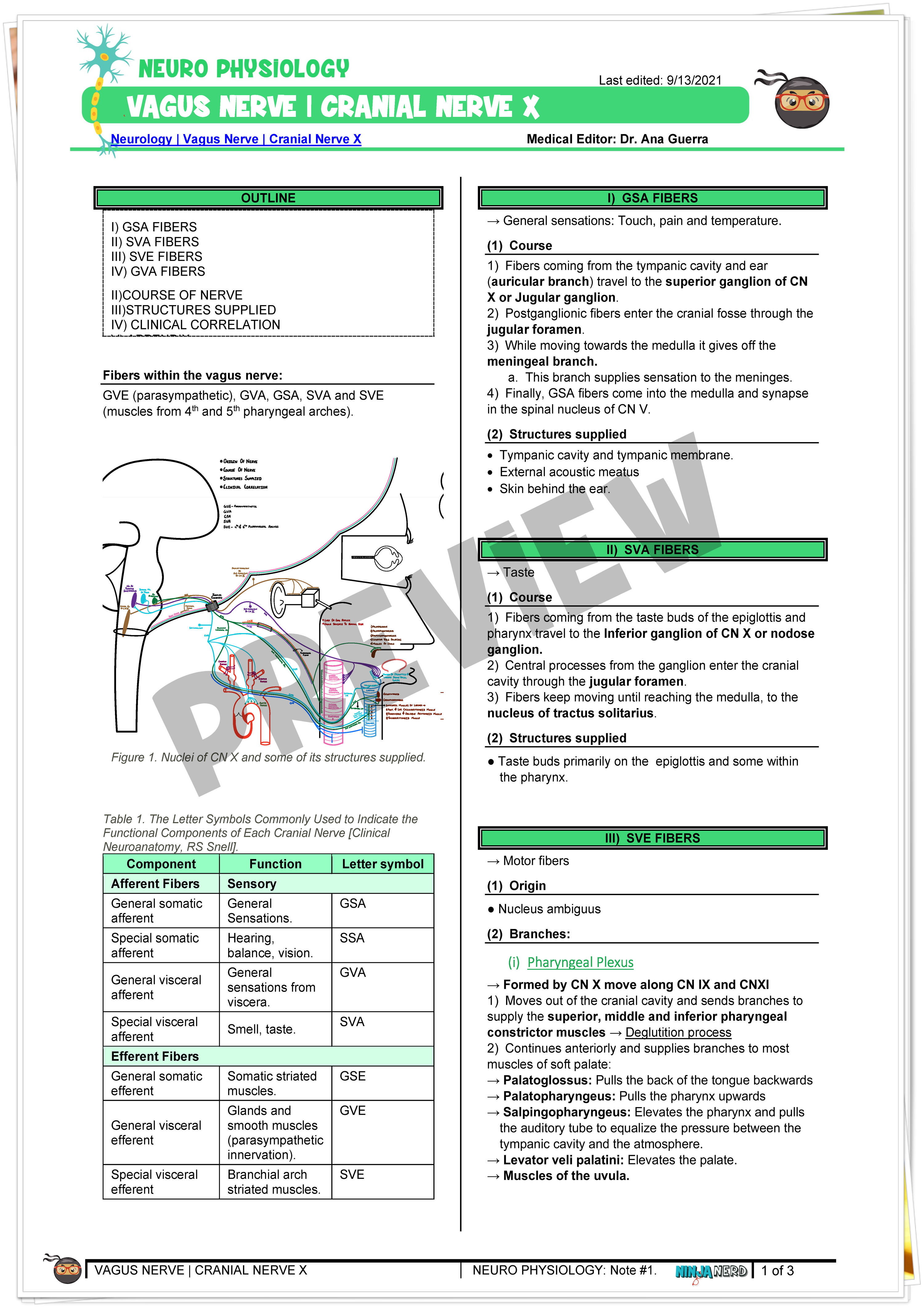 Vagus Nerve: Cranial Nerve X - Notes - NinjaNerd Medicine