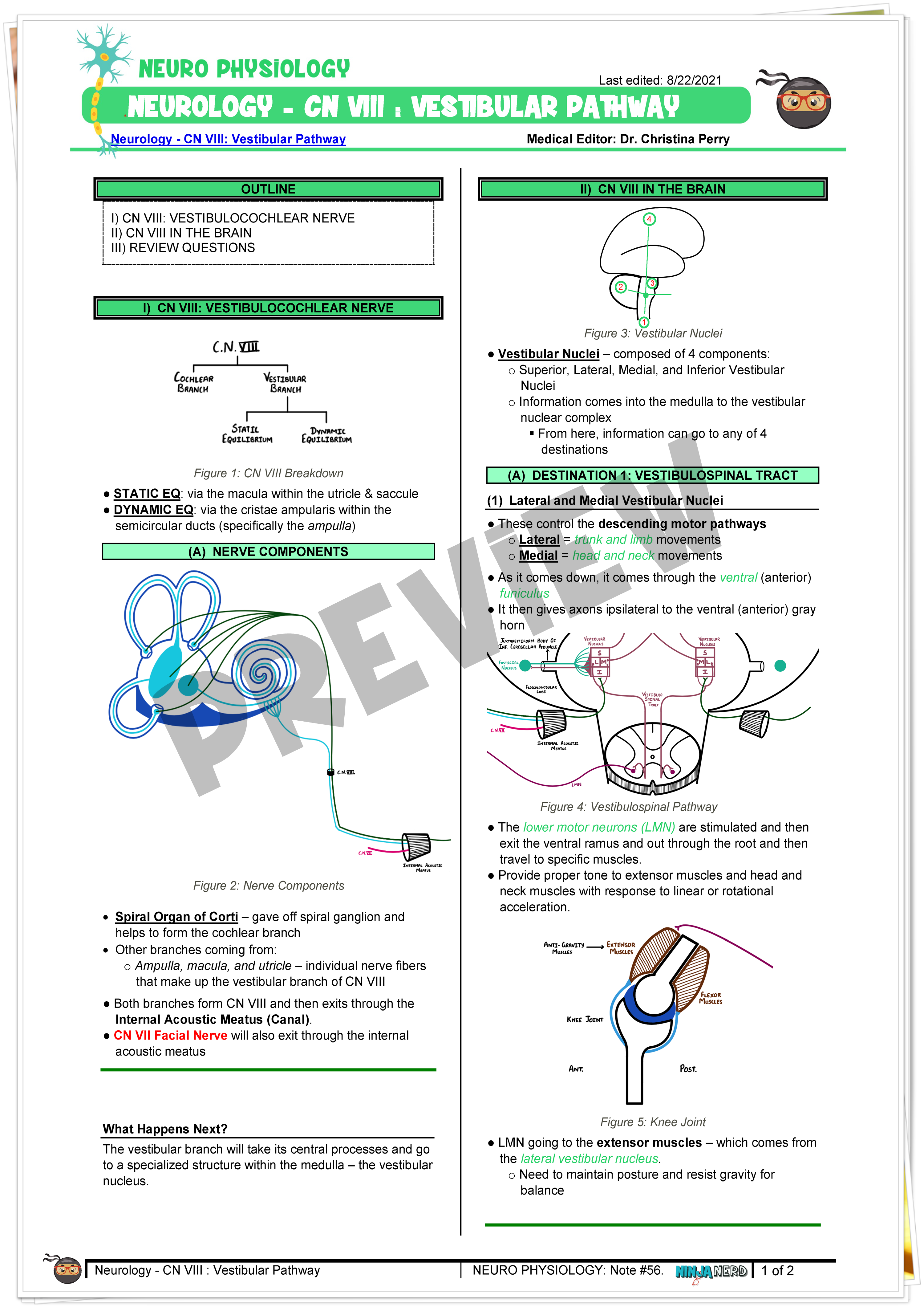 Vestibulocochlear Nerve | Cranial Nerve VIII: Vestibular Pathway ...