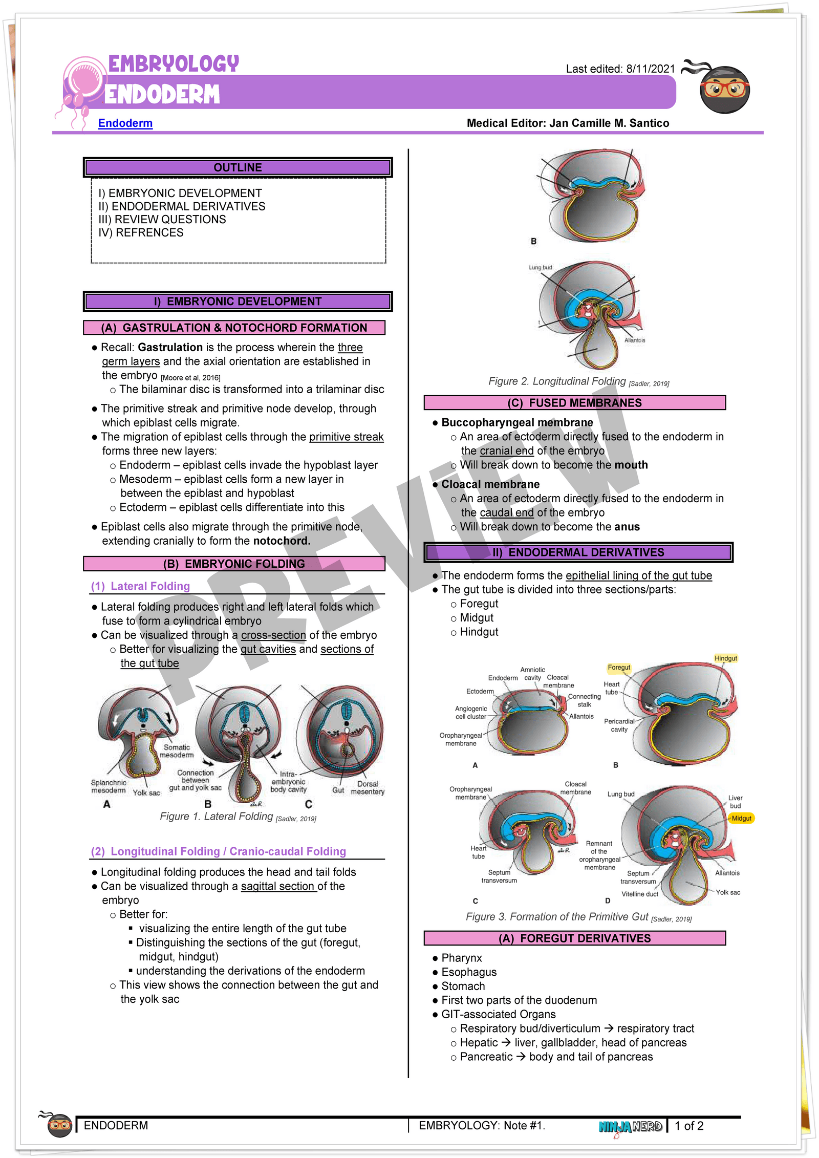 Endoderm - Notes - NinjaNerd Medicine