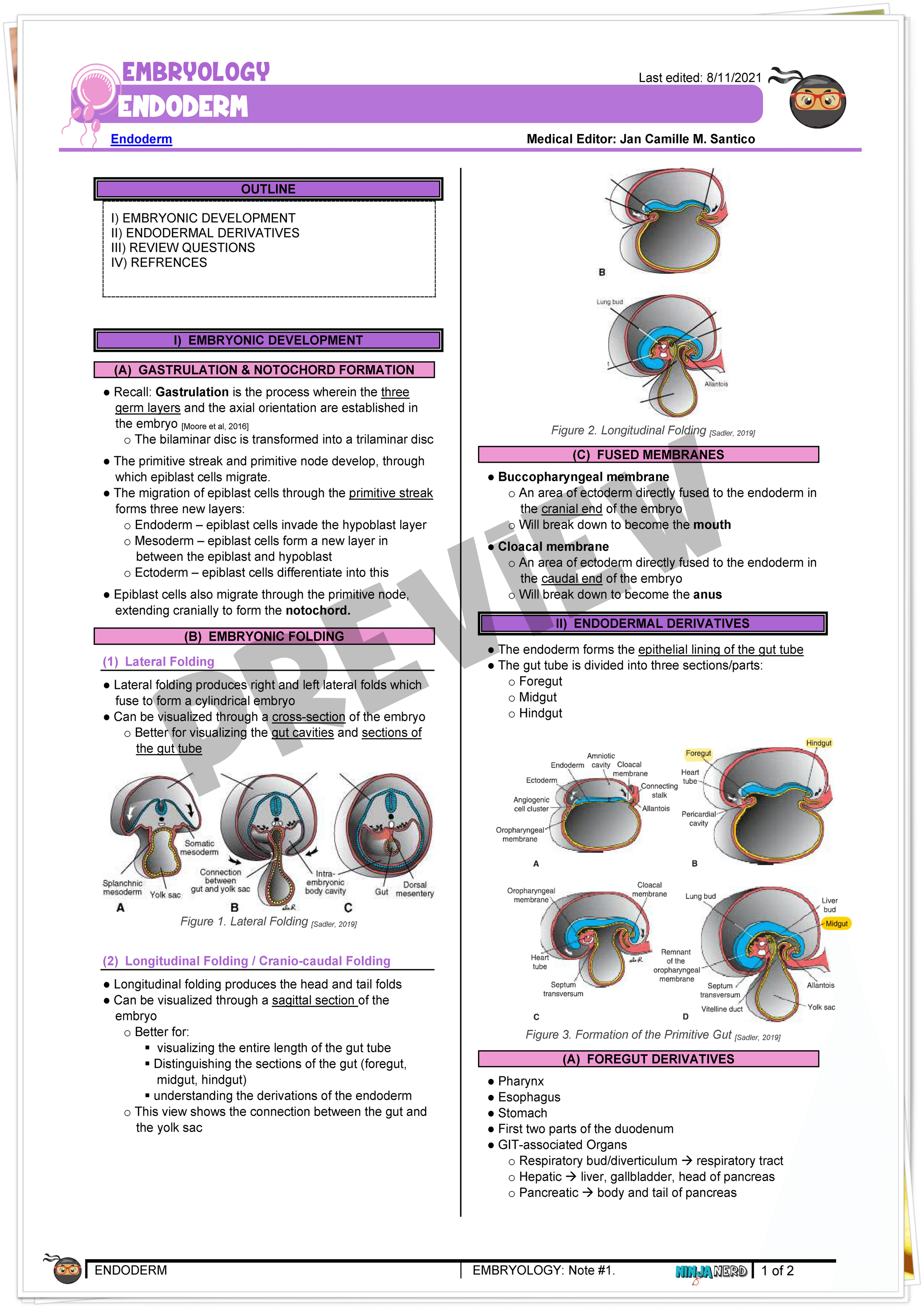 Endoderm - Notes - NinjaNerd Medicine