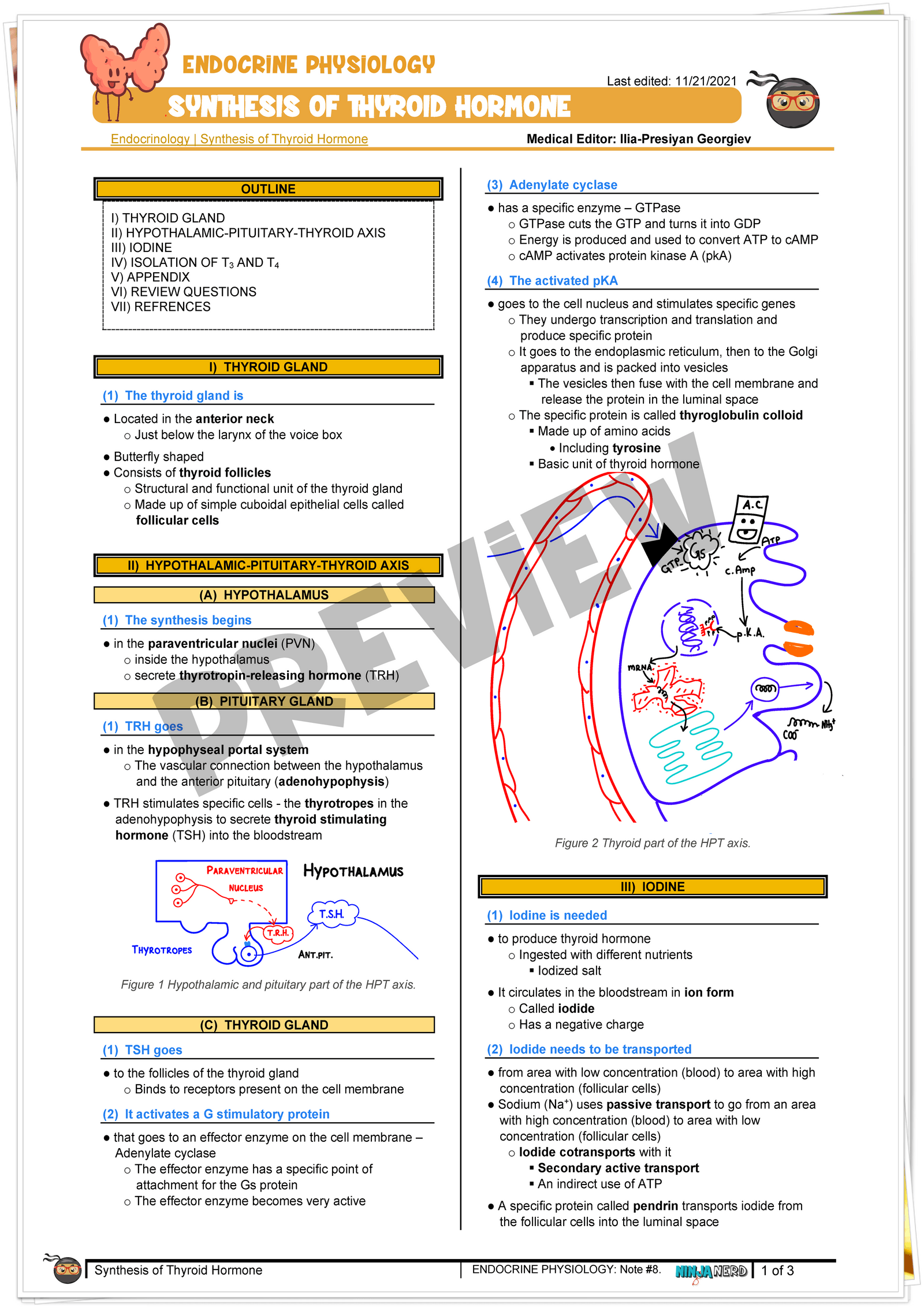 Synthesis of Thyroid Hormone - Notes - NinjaNerd Medicine