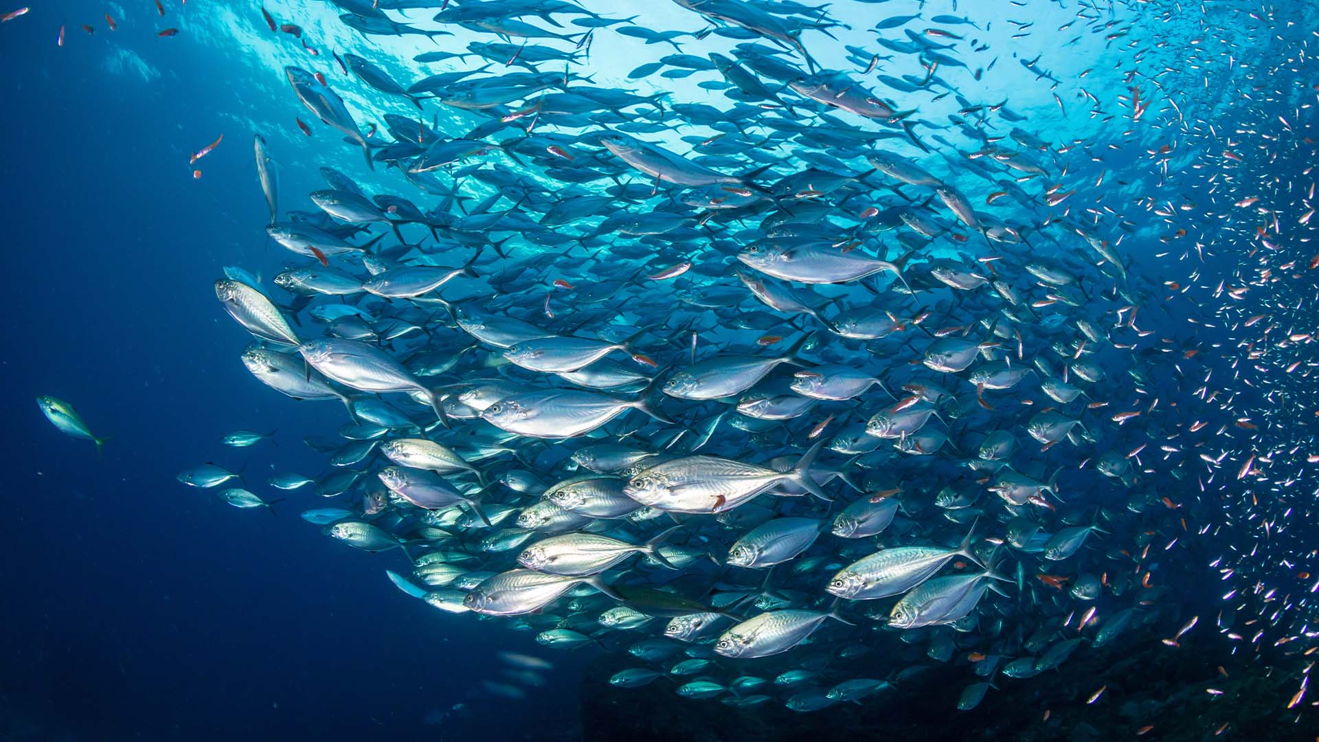 Climate change is transforming our oceans. Can fisheries management adapt?