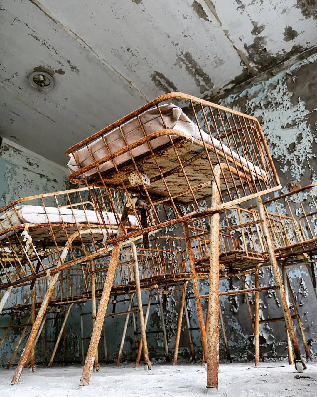 Beauty in Decay: The Red Forest of Chernobyl