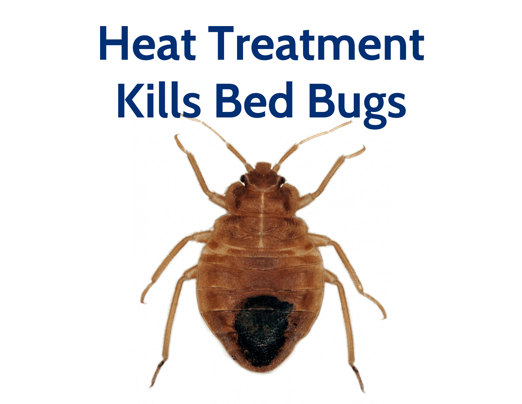 Heat Treatment For Termites | Pest Control