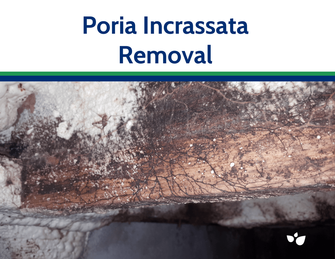 Poria Incrassata Removal | Precision Environmental