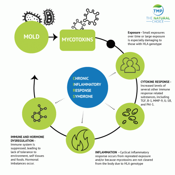 TMP Blog: Mold & Mycotoxins: What Are The Symptoms?