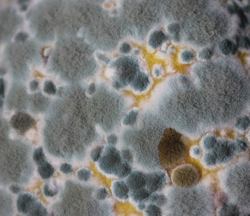 What is Mold?