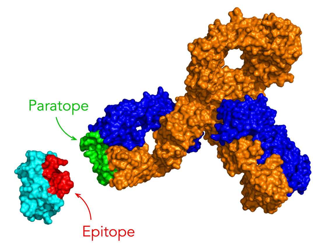 epitope