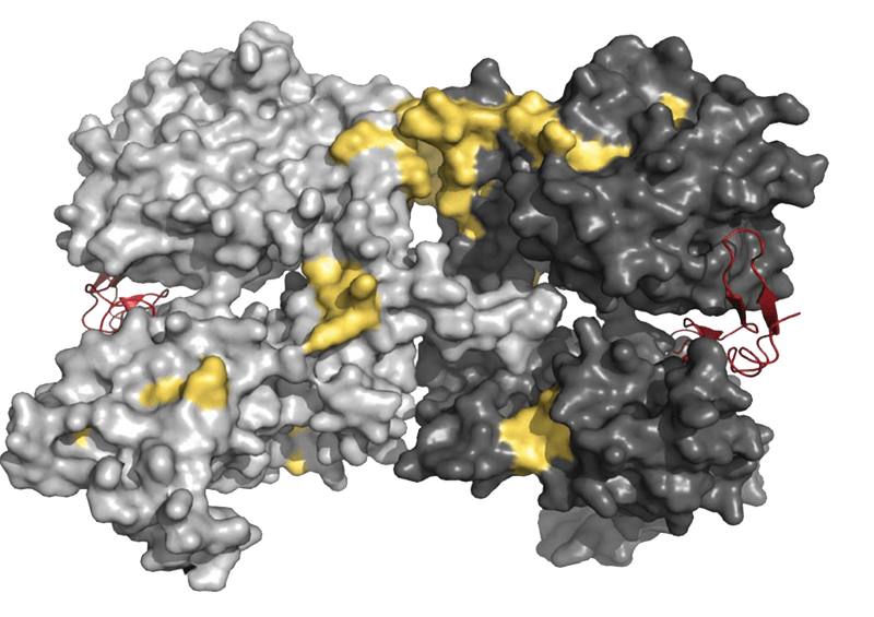 Protein Higher Order Structure
