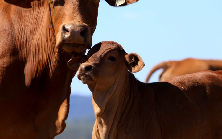 Media coverage of RFF’s ‘Comanche’ Queensland cattle property ...