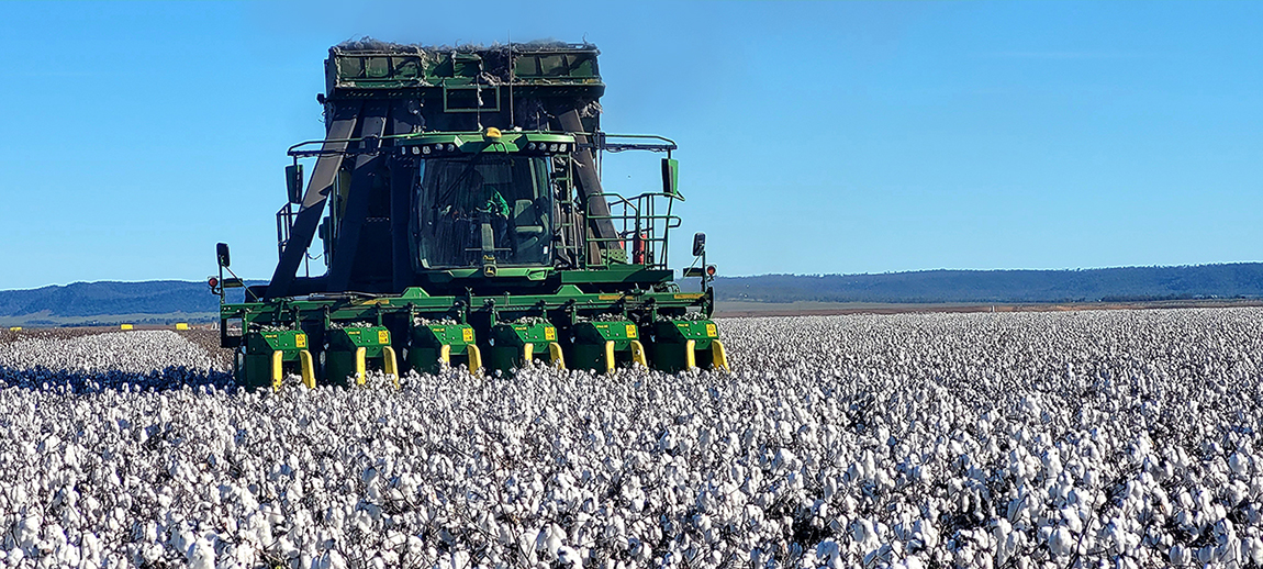 Australian Cotton Production: Advancements and Global Impact | Rural ...