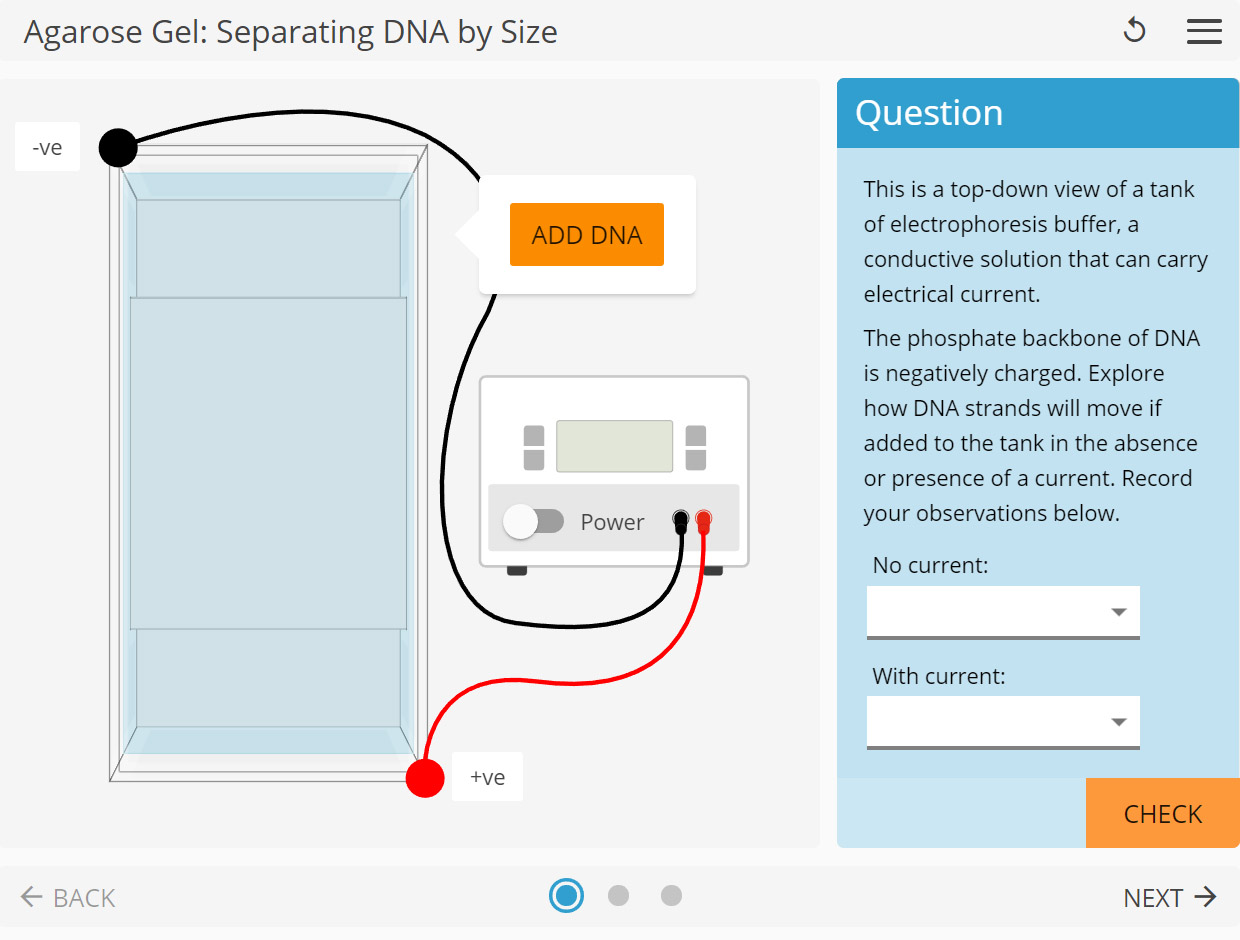 LearnSci LabSim: Agarose Gel: Separating DNA by Size
