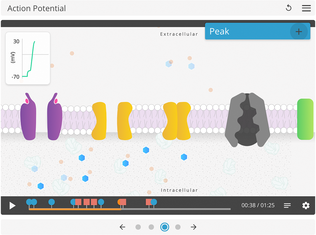 LearnSci LabSim: Action Potential