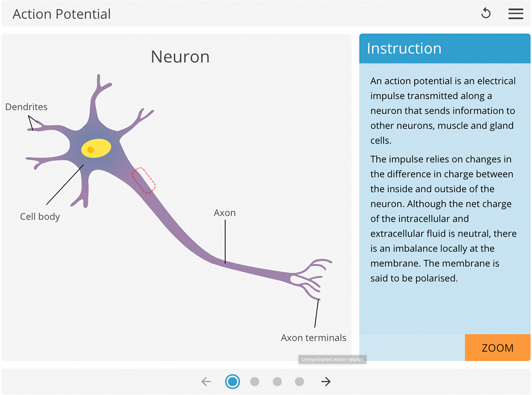 LearnSci LabSim: Action Potential