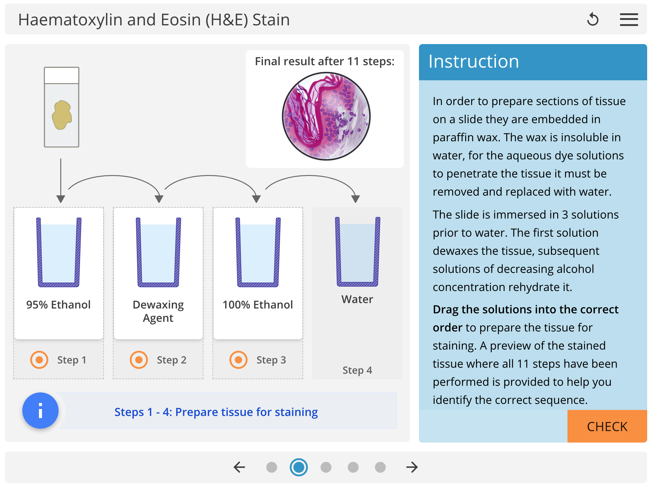 LearnSci LabSim: Haematoxylin & Eosin (H&E) Stain