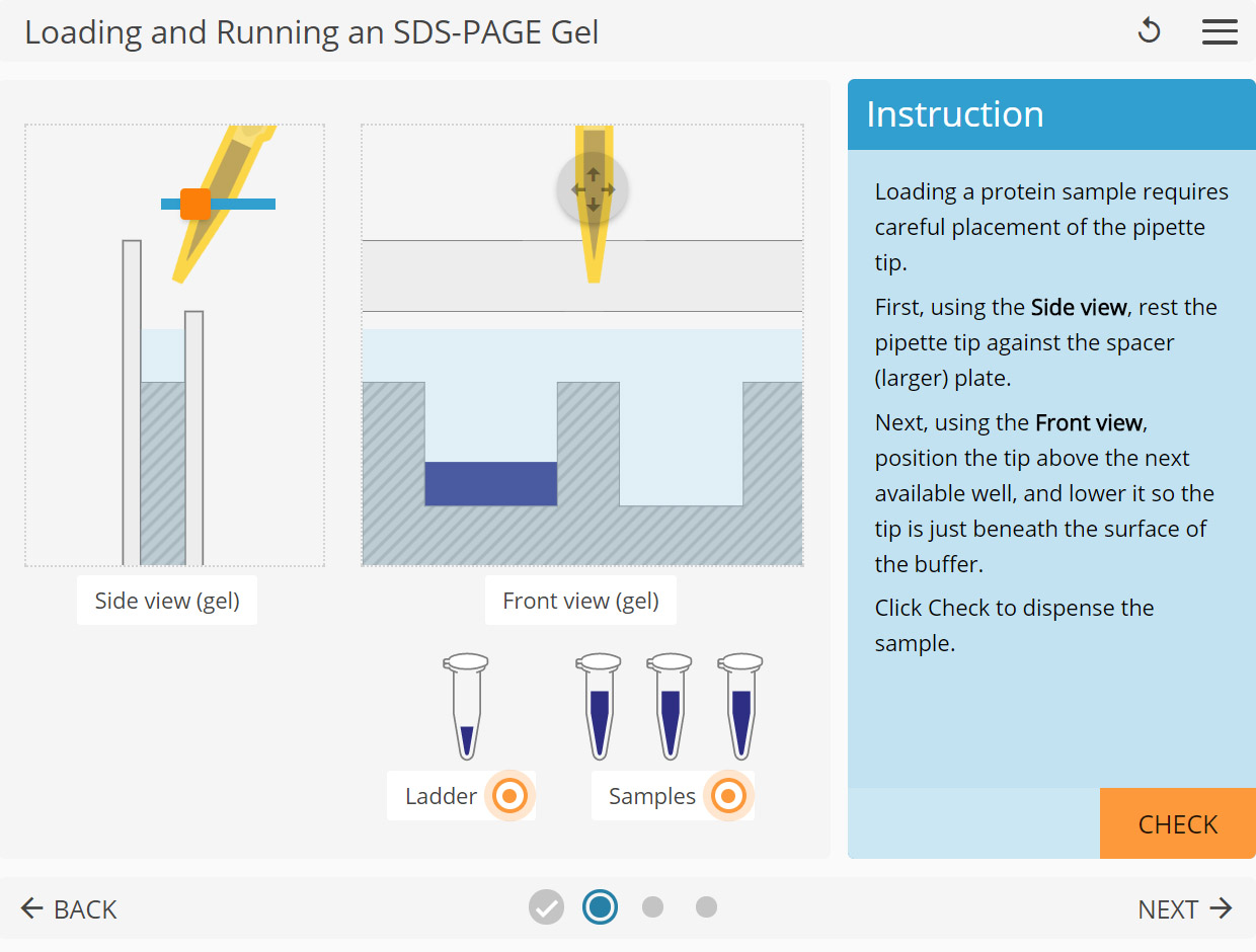 LearnSci LabSim: Loading and Running an SDS-PAGE Gel