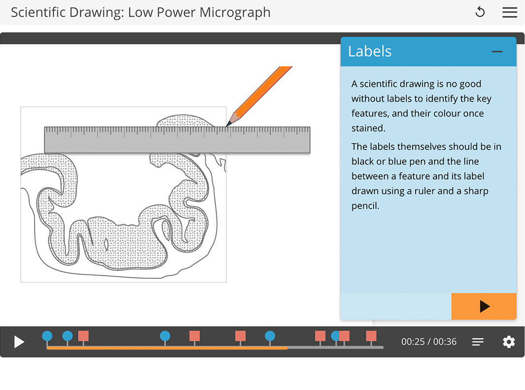 LearnSci LabSim: Scientific Drawing: Low Power Micrograph
