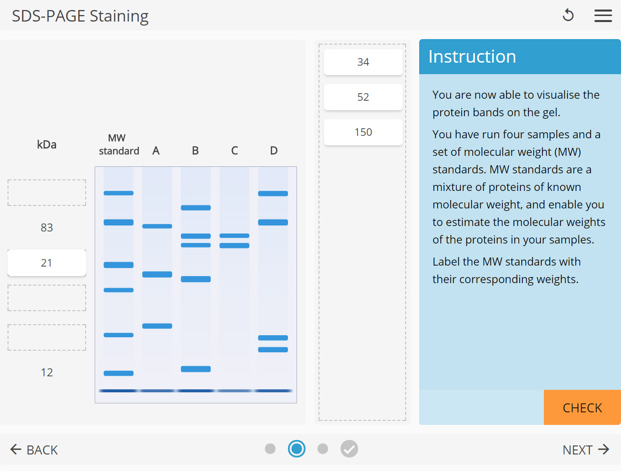 LearnSci LabSim: SDS-PAGE Staining