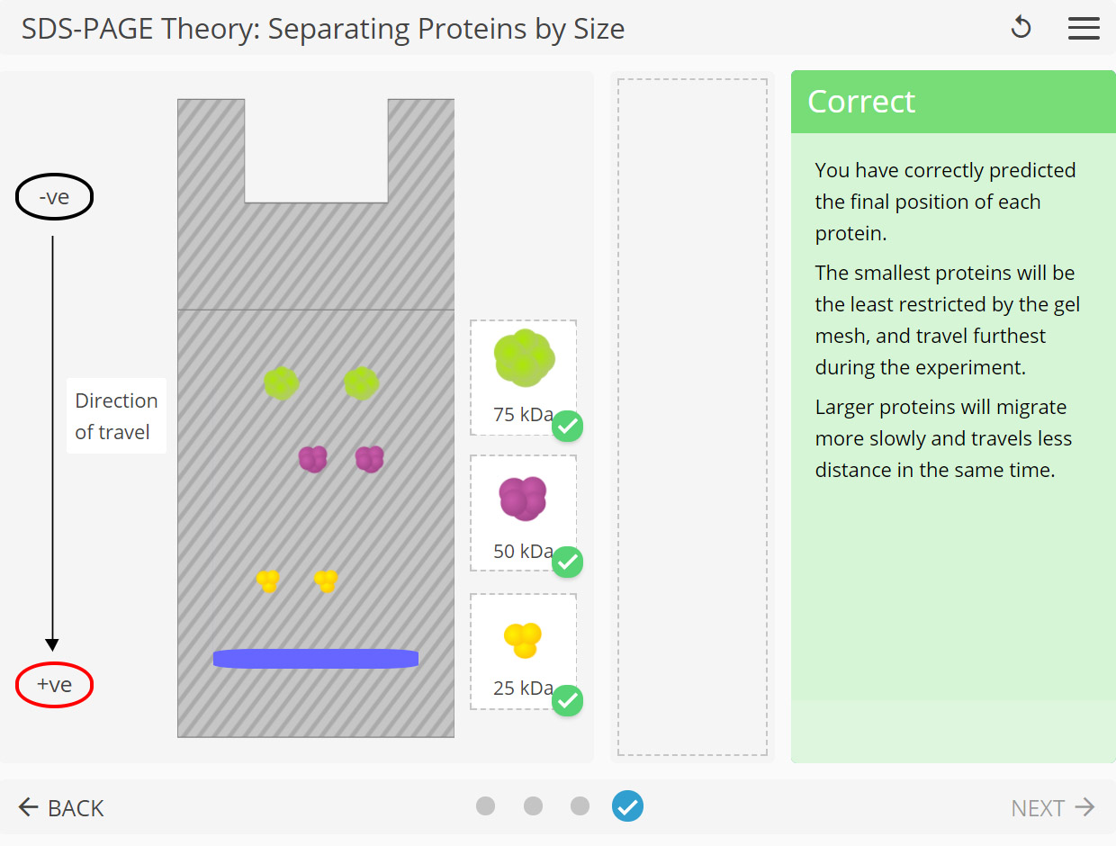 LearnSci LabSim: SDS-PAGE Theory: Separating Proteins by Size