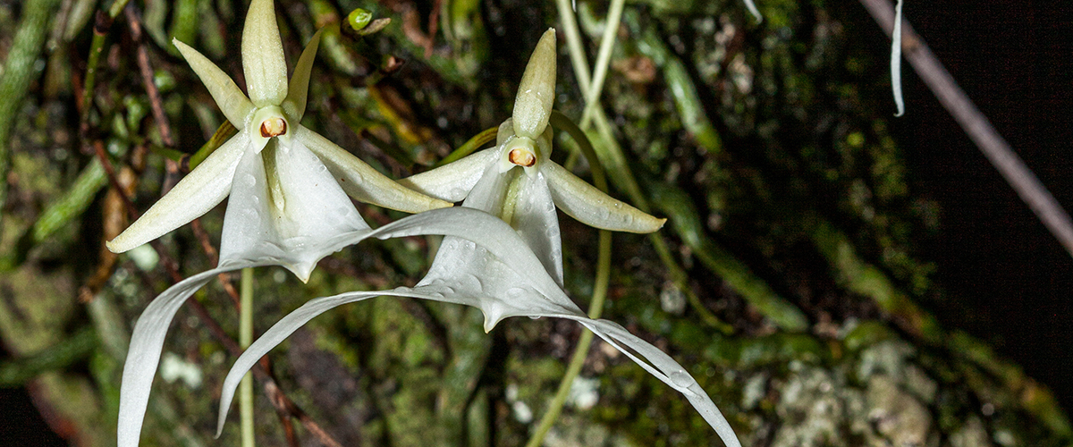 Florida K-9 Catches Rare Flower Thieves