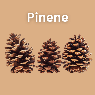 Pinene Terpene - Benefits & Results | Atrium