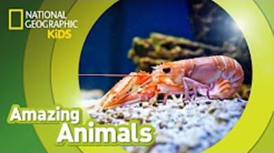 Amazing Animals: Ocean Animals - National Geographic Kids