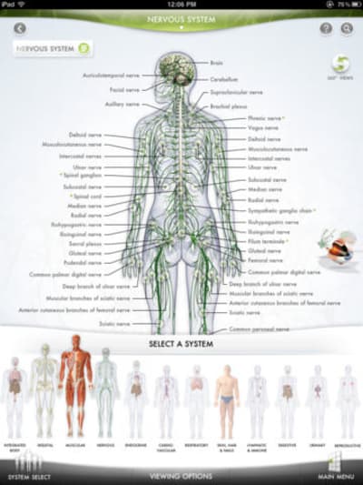 DK The Human Body - DK