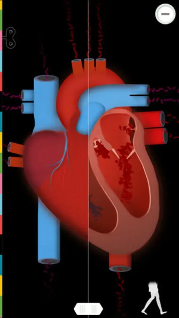 ‎The Human Body - Tinybop