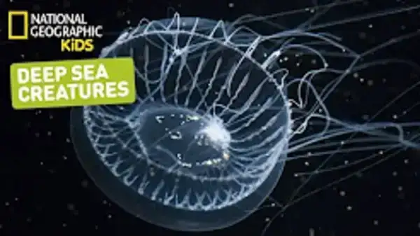 Deep-sea Creatures Videos: Did you know? - National Geographic Kids