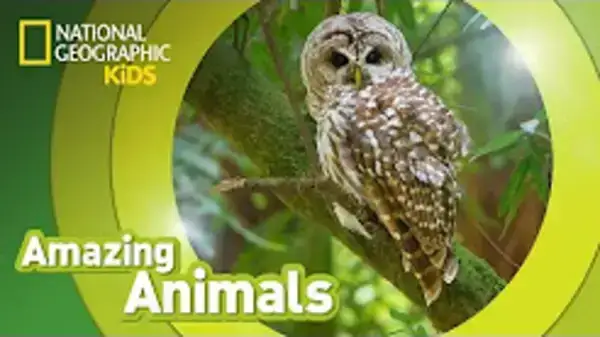 Amazing Animals: Birds - National Geographic Kids