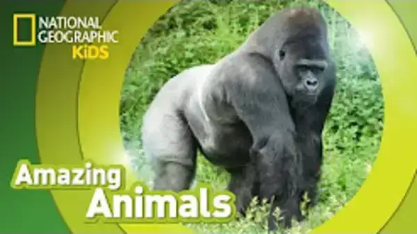 Amazing Animals: Mammals - National Geographic Kids