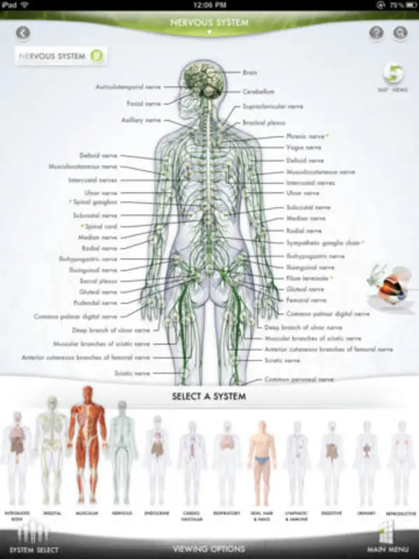 DK The Human Body - DK