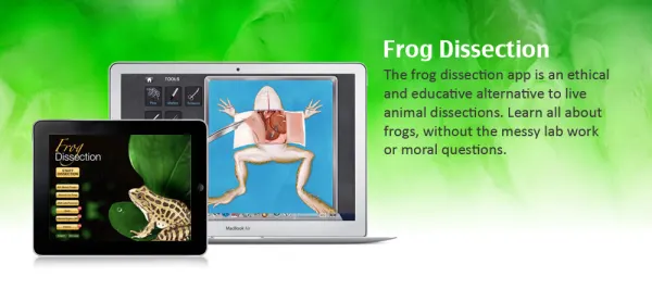 Virtual Frog Dissection - Punflay